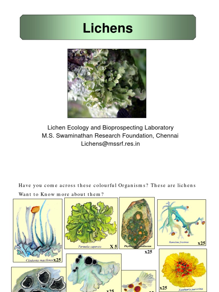 How To Study Lichens | PDF | Fungus | Mycology