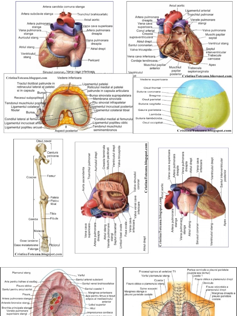 Anatomia Corpului Uman | PDF