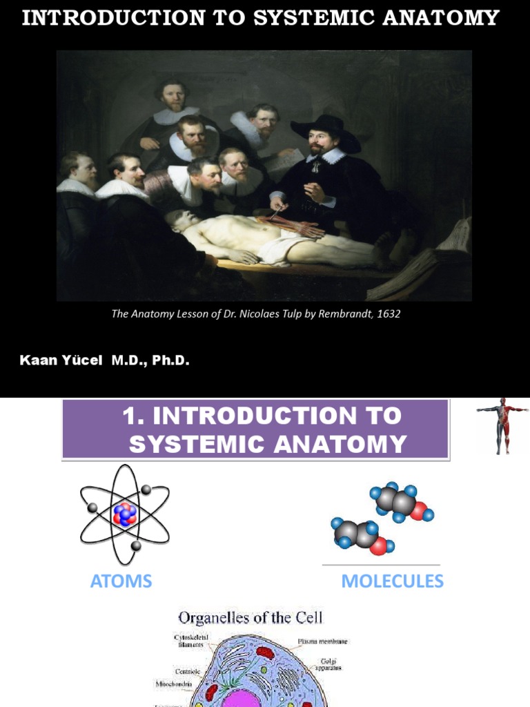 Anatomy: Systemic vs Regional Overview | PDF | Pelvis | Human Body