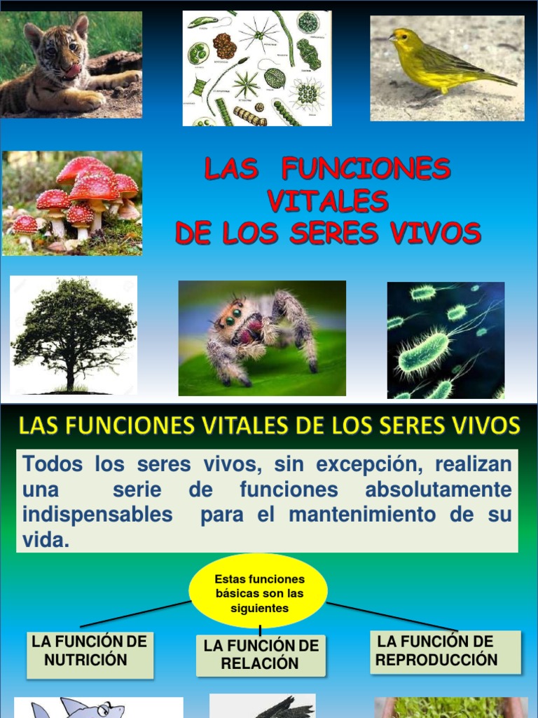 05-04.-Funciones Vitales de Los Seres Vivos | PDF | Organismos ...