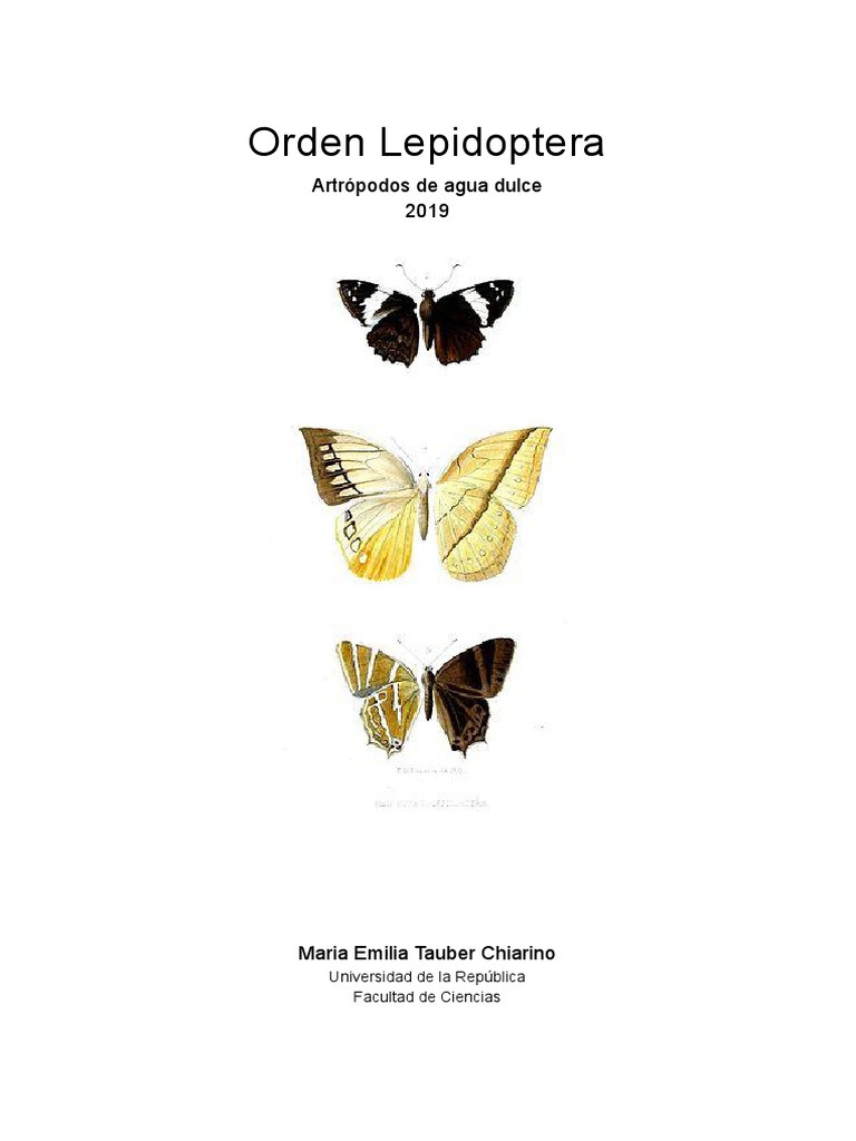 Orden Lepidoptera | PDF | Lepidópteros | Abdomen