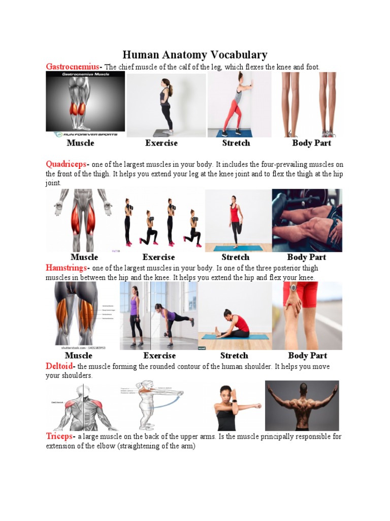 Human Anatomy Vocabulary | PDF