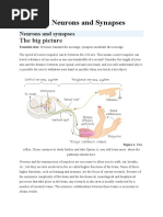 Metaneuron Manual | PDF | Inhibitory Postsynaptic Potential | Membrane ...