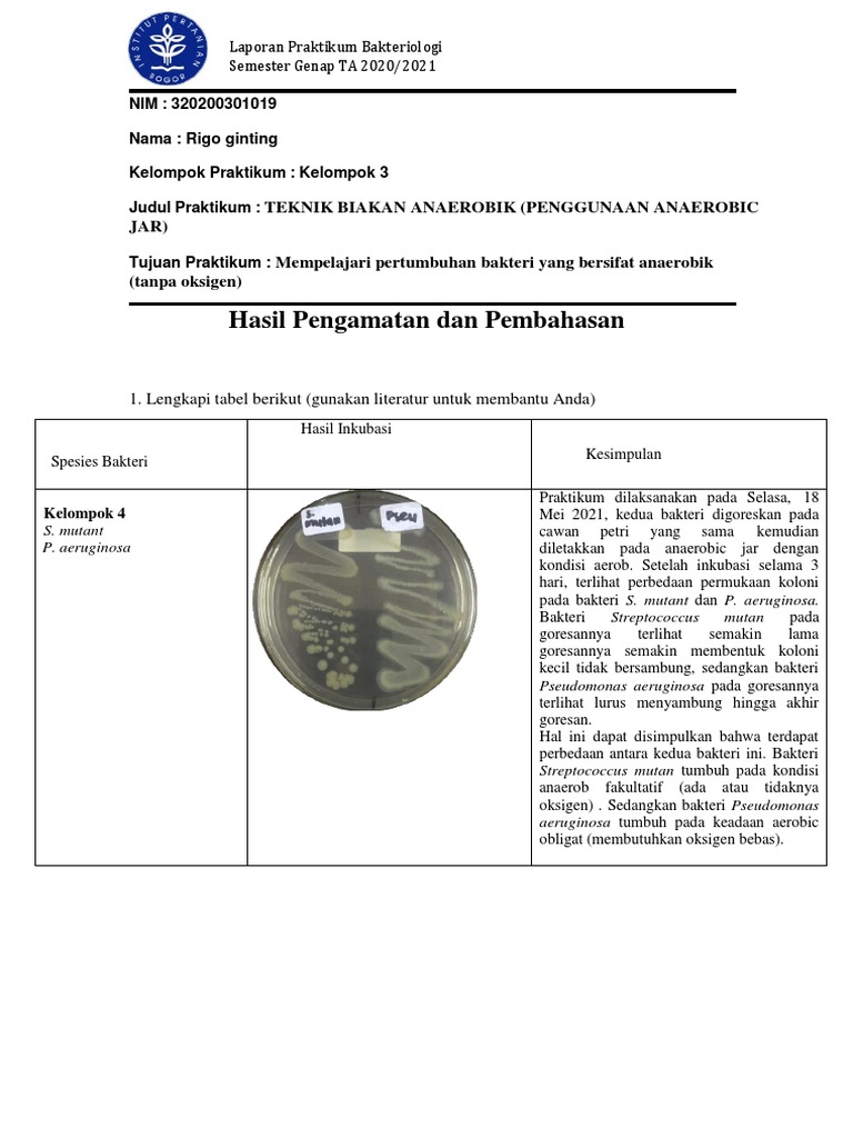 Pertumbuhan Bakteri dalam Anaerobic Jar | PDF