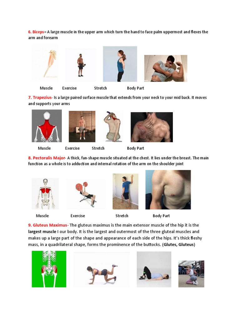 Essential Muscle Groups and Exercises | PDF