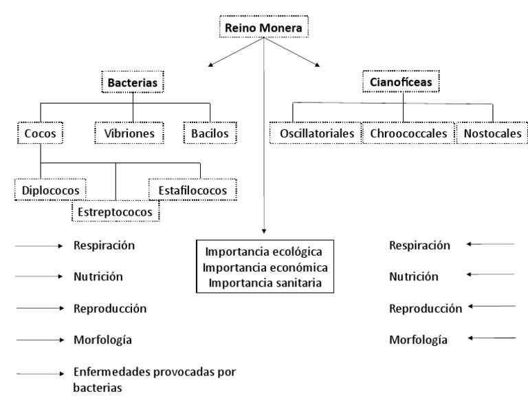 Mapa Conceptual del Reino Monera | PDF | Ciencia y matemáticas