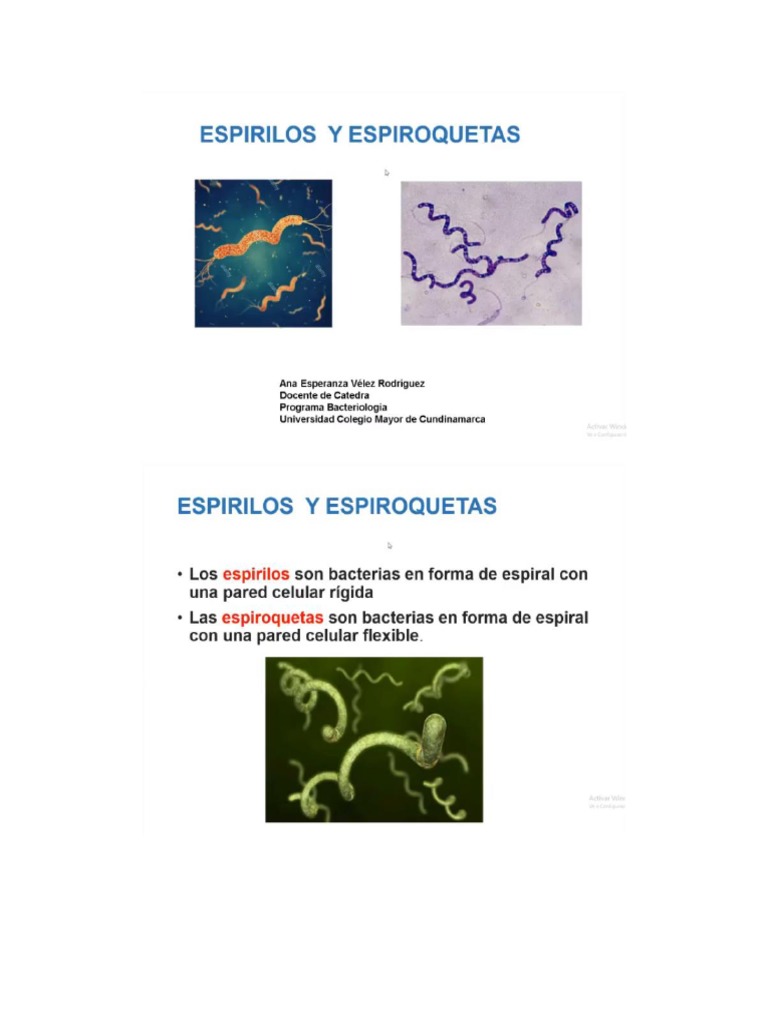 Diferencias entre espirilos y espiroquetas | PDF | Cocina, comidas y ...
