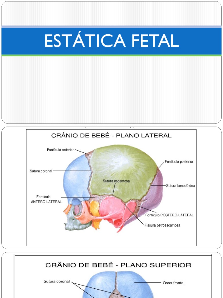 Estática fetal: apresentação, posição e nomenclatura | PDF | Pélvis ...