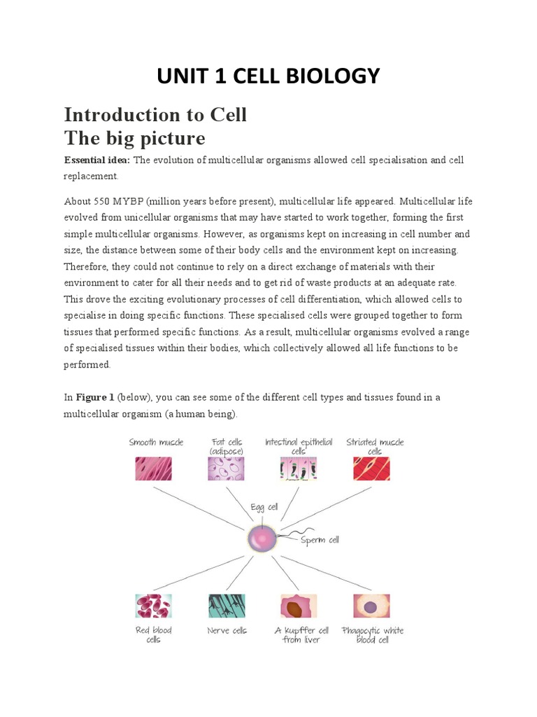 IB HL BIO FULL NOTES (Onarıldı) | PDF | Cell Membrane | Stem Cell
