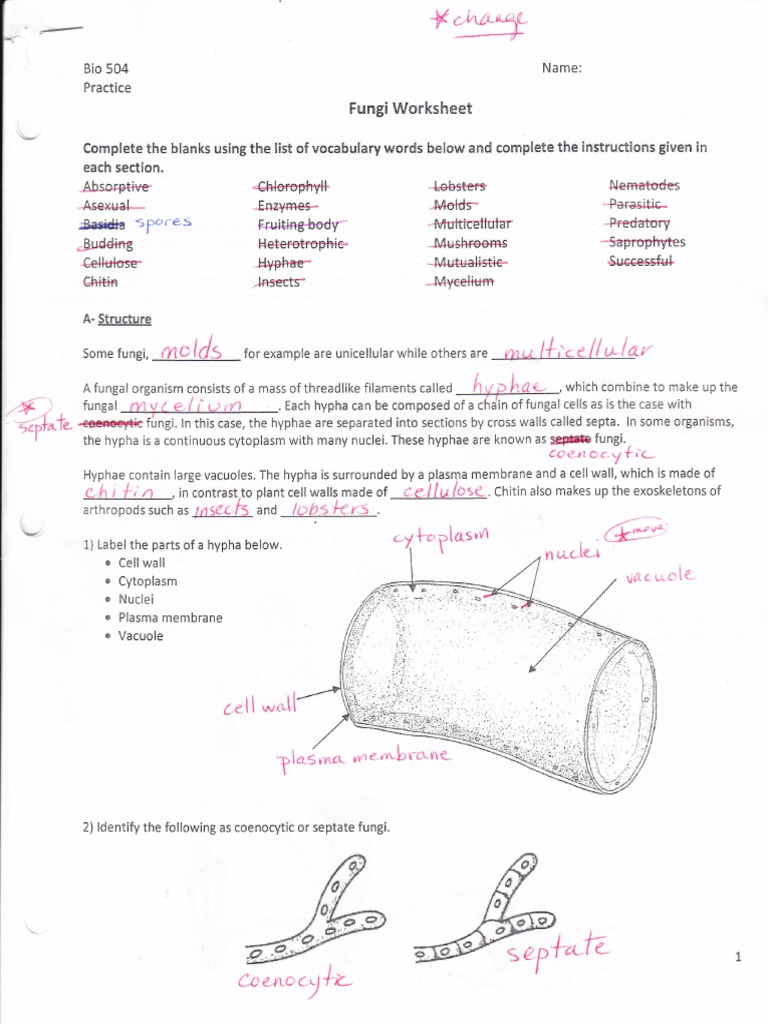 Fungi Worksheet Answer | PDF | Fungus | Mushroom
