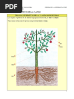 Partes y Funciones de las Plantas | PDF | Ciencia y matemáticas