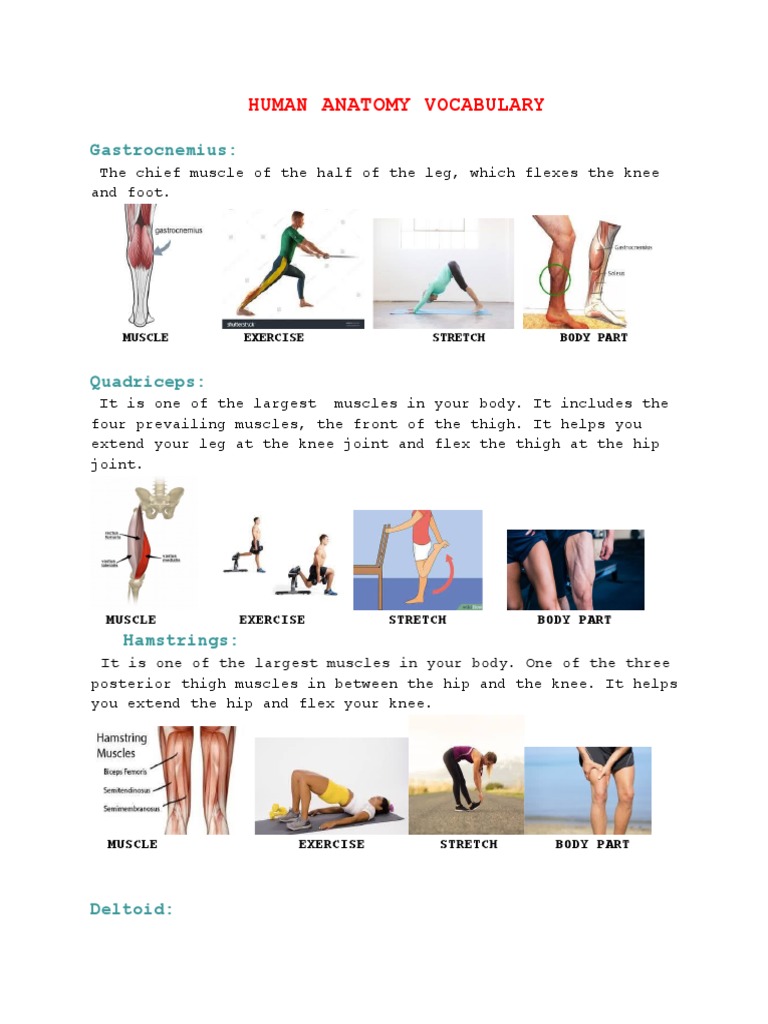 Human Anatomy Vocabulary | Download Free PDF | Abdomen | Arm