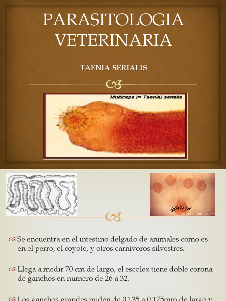 Taenia Serialis en Parasitología Veterinaria | PDF