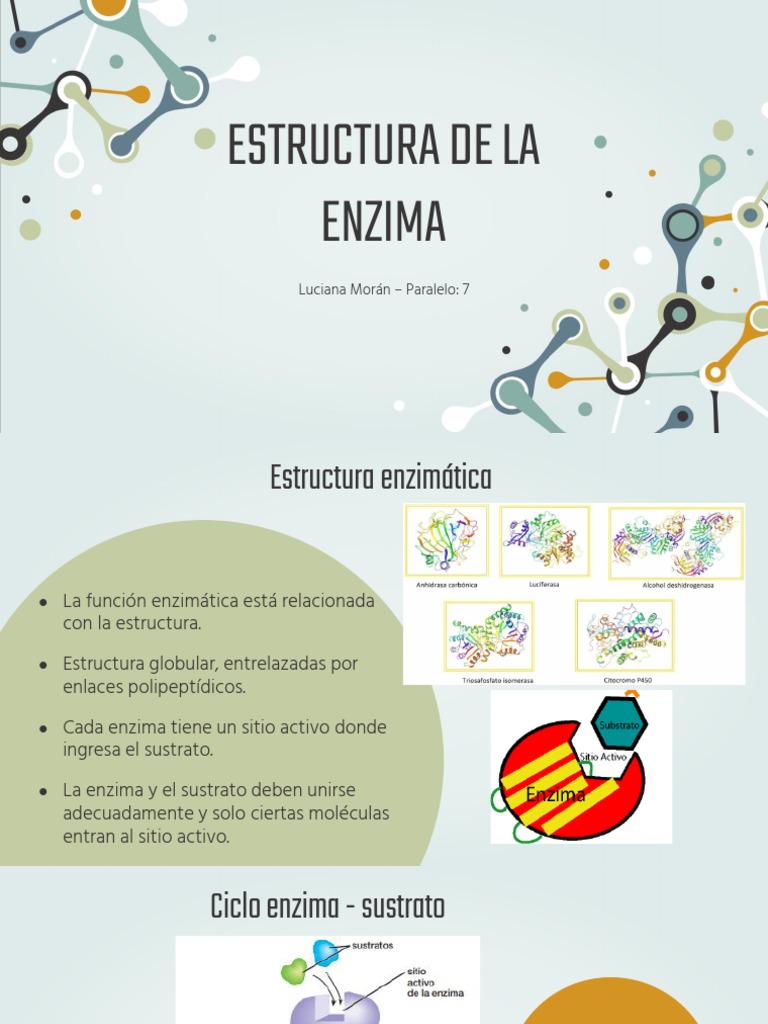 Estructura Enzimática - Luciana Morán | PDF