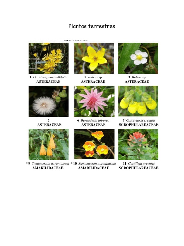 Plantas Terrestres | PDF