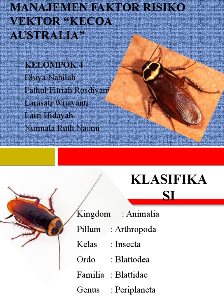 Taksonomi Kecoa Australia | PDF