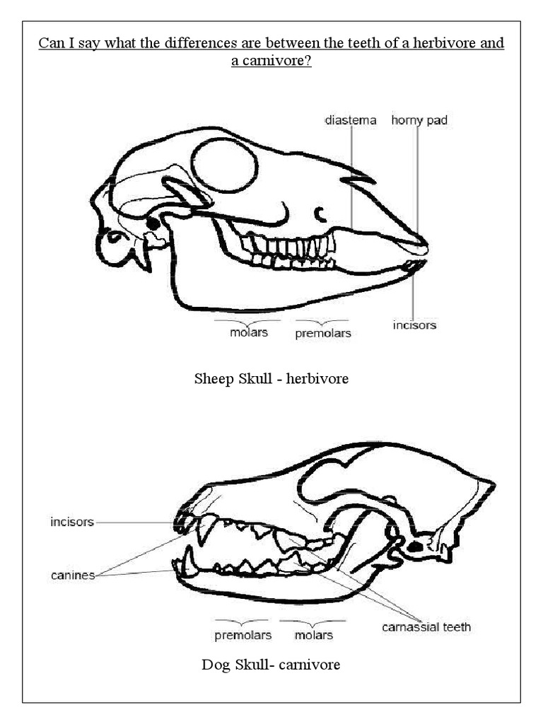 Can I Say What The Differences Are Between The Teeth of A Herbivore and ...