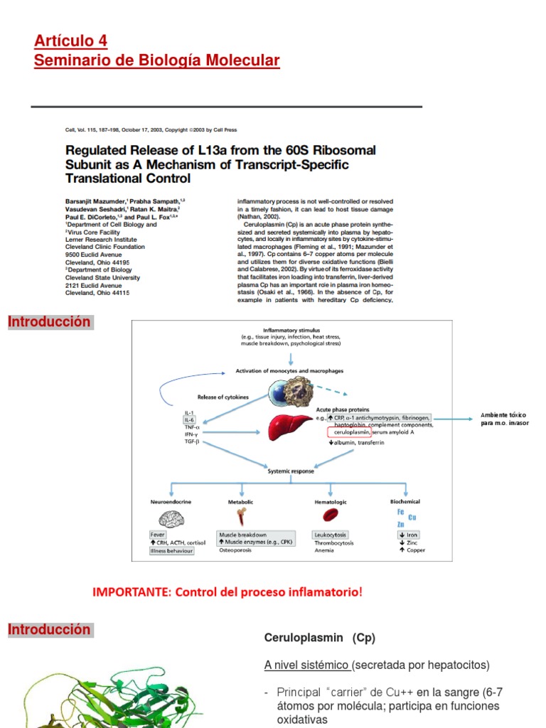 Regulación de Ceruloplasmina por L13a | PDF | Traducción (biología ...