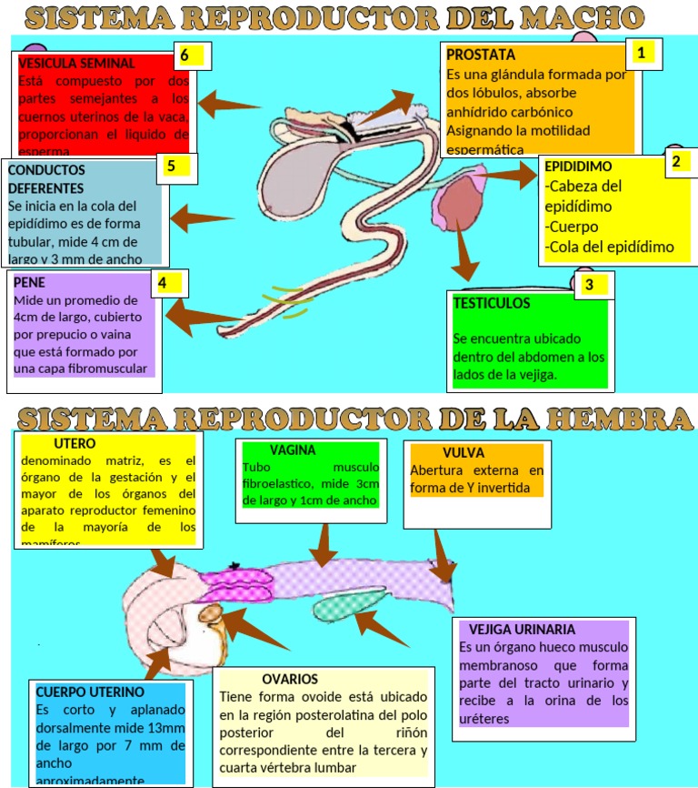 Anatomía del aparato reproductor del cuy | PDF