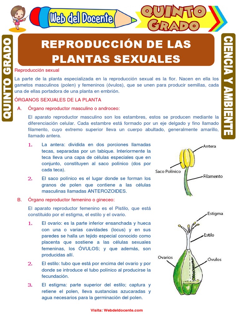 Reproducción de Las Plantas Sexuales para Quinto Grado de Primaria ...