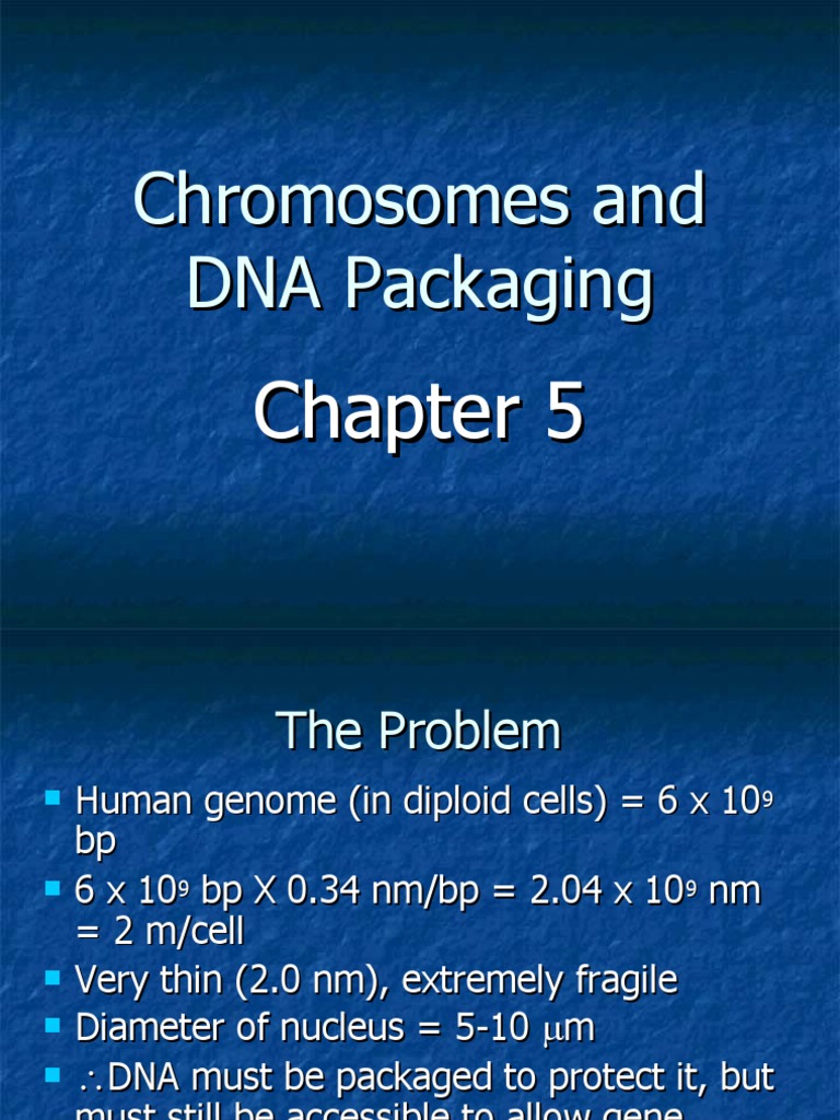 Chromosomes and DNA Packaging - Lecture | PDF | Genetics | Histone