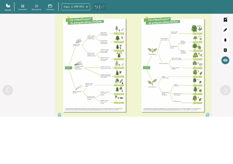 Libmanuels-Clasificacion Botanica | PDF | Conifères | Pin (plante)