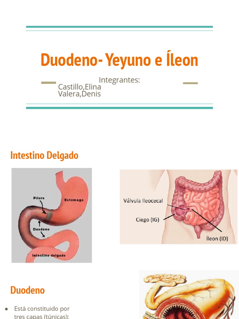 Duodeno | PDF