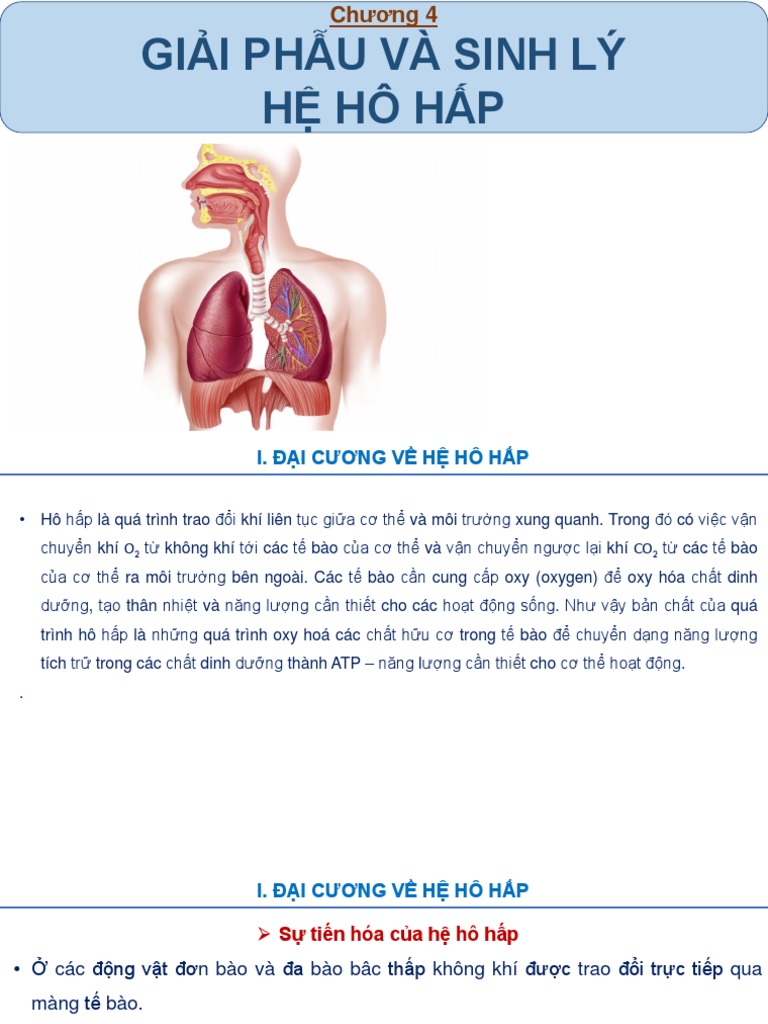 Giải phẩu sinh lý 2-Chương 4 Giải Phẫu Và Sinh Lý Hệ Hô Hấp-IUH | PDF
