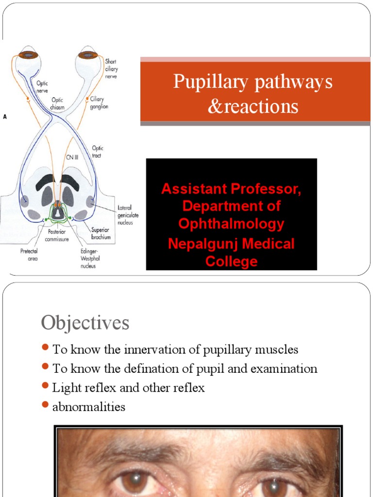 Pupil Pathway | PDF | Spinal Cord | Senses