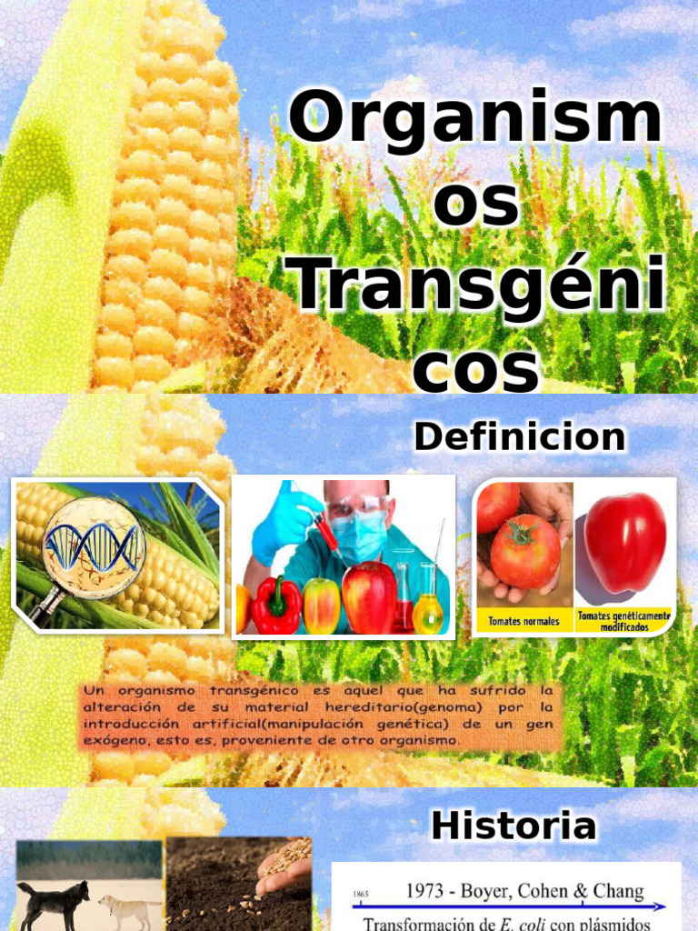 Diapositiva: Organismos Transgénicos | PDF | Organismo genéticamente ...