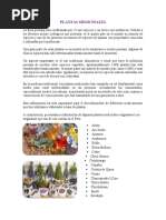 Plantas Medicinales Selva Peruana | PDF