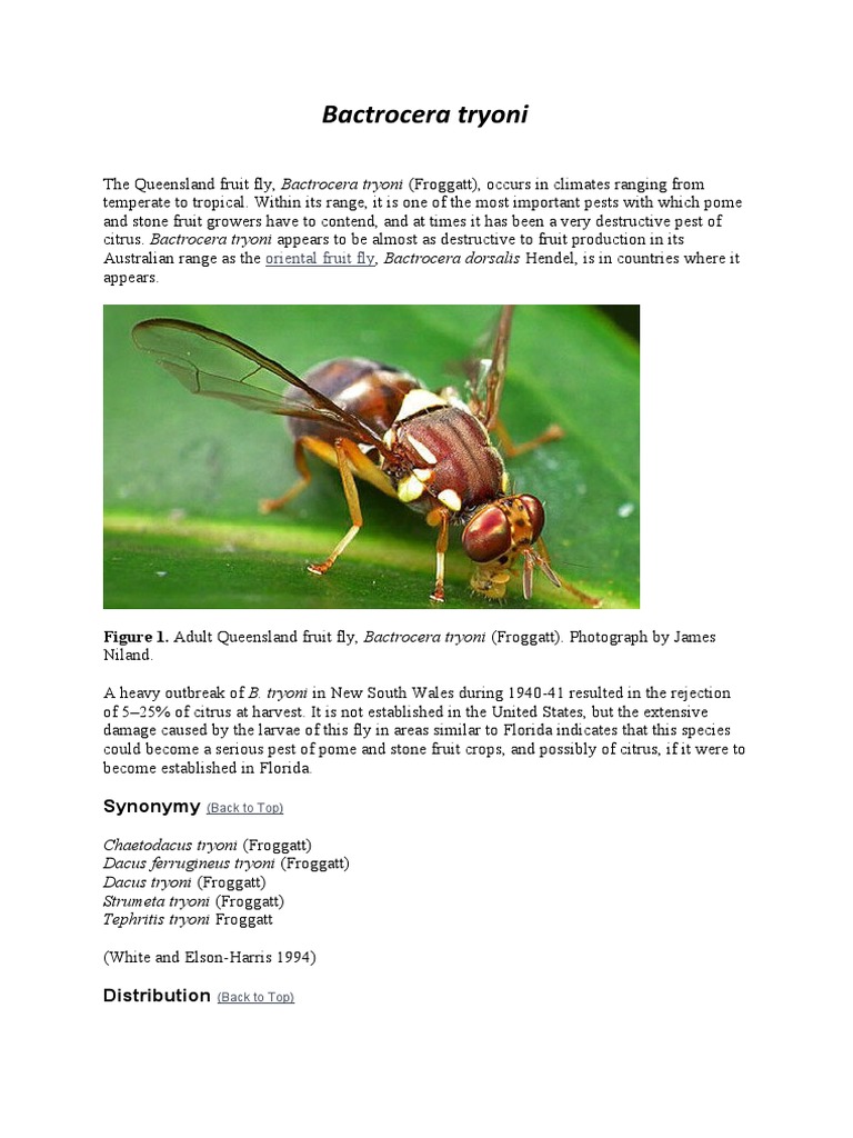 Bactrocera Tryoni: Oriental Fruit Fly | PDF | Pupa | Insects