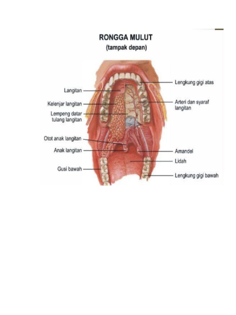 Struktur Mulut | PDF
