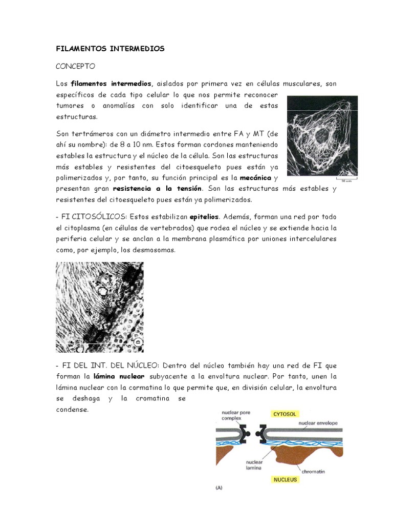 Filamentos Intermedios | PDF | Nucleo celular | Citoesqueleto