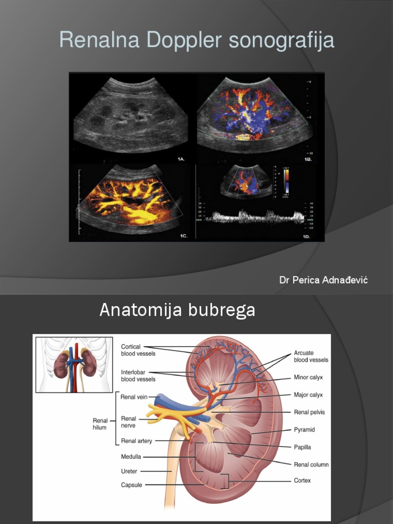 Renalni Doppler | PDF