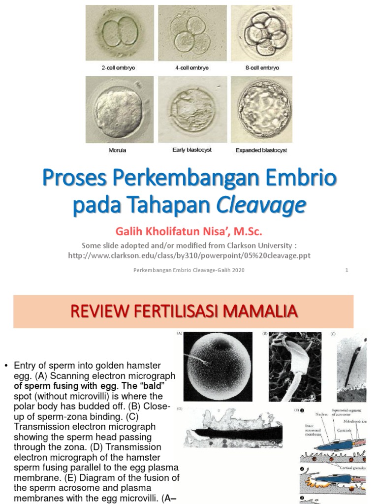 Proses Perkembangan Embrio Pada Tahapan Cleavage | PDF | Implantation ...