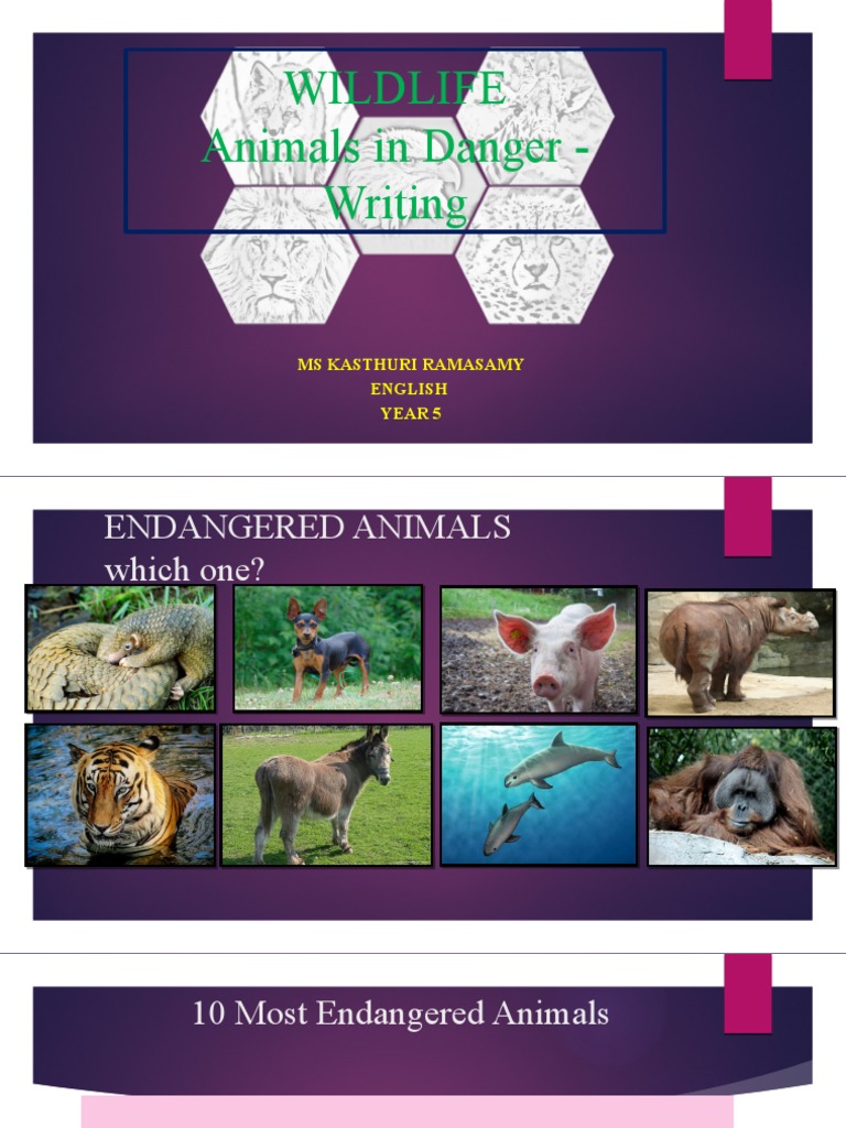 Endangered Animals Writing Guide | PDF | Home & Garden