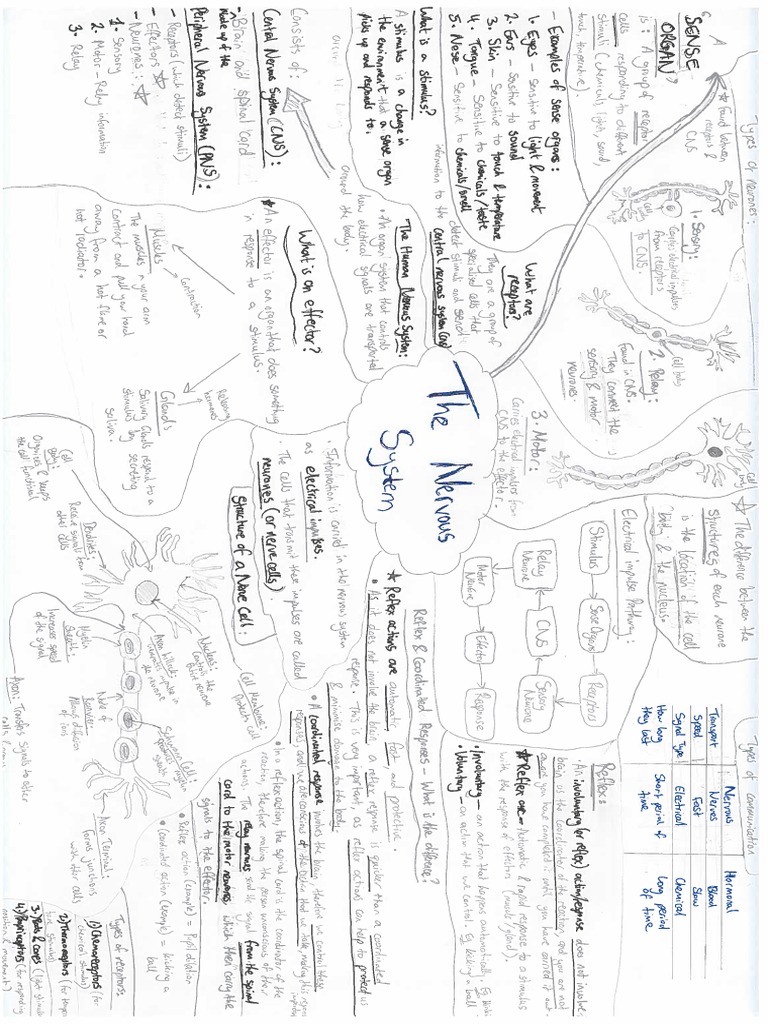 The Nervous System Mindmap