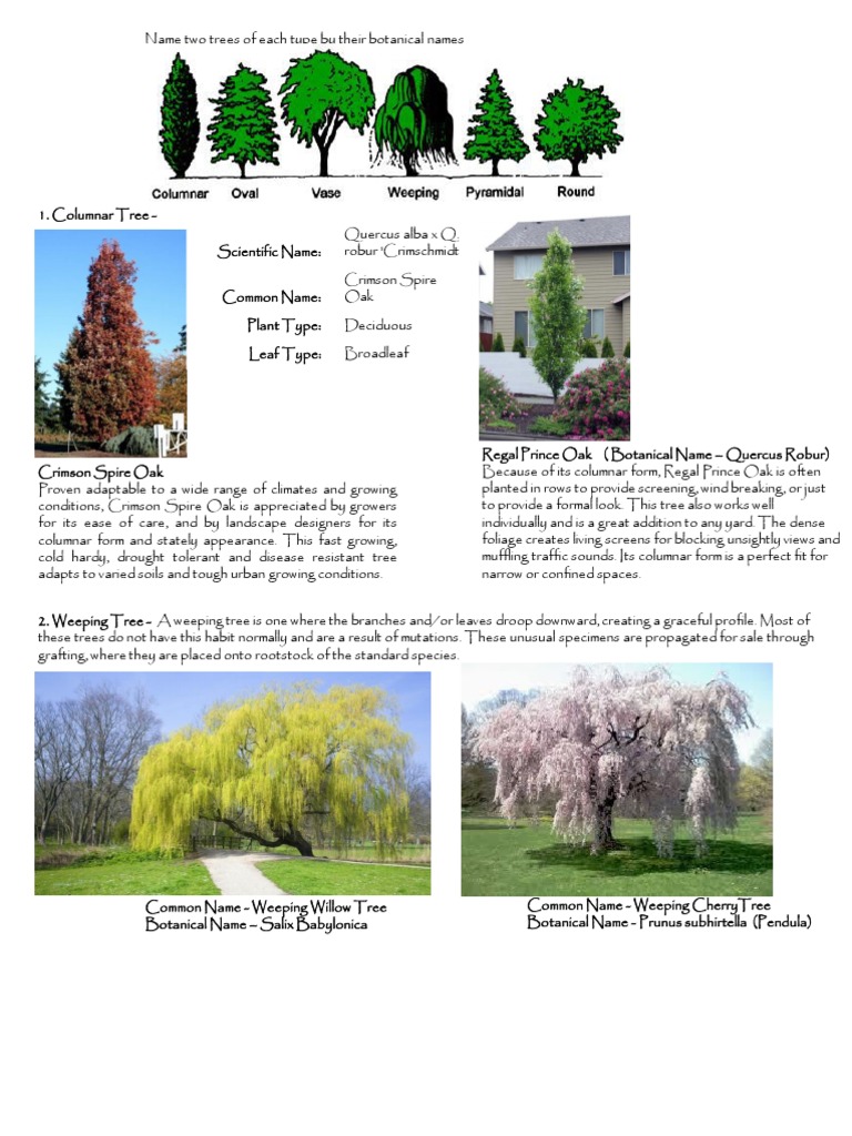 Common - Botanical Names of Trees | PDF | Oak | Trees