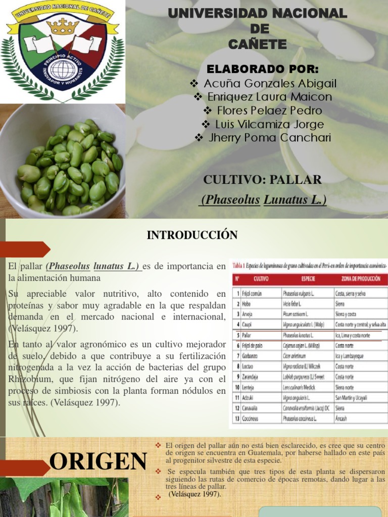 Phaseolus Lunatus L - Pallar - Grupo 4 - Oficial Agronomia | PDF ...