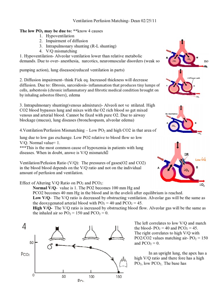 Ventilation Perfusion Matching | PDF | Breathing | Lung