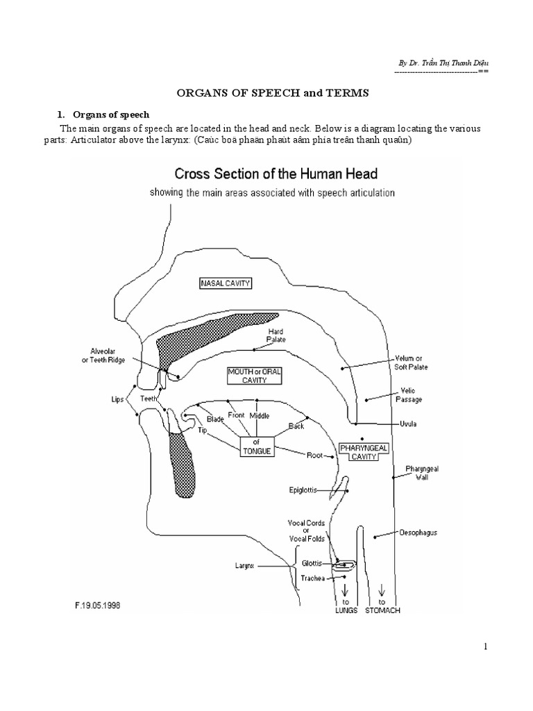 Organs of Speech | PDF | Consonant | Phonetics