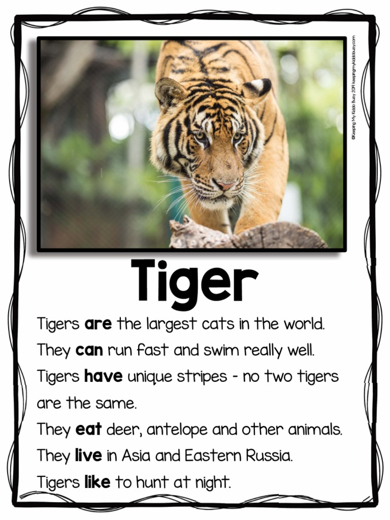 FREEZooAnimalsResearchReportTigerReportsNonfictionReadandWriting 1 | PDF