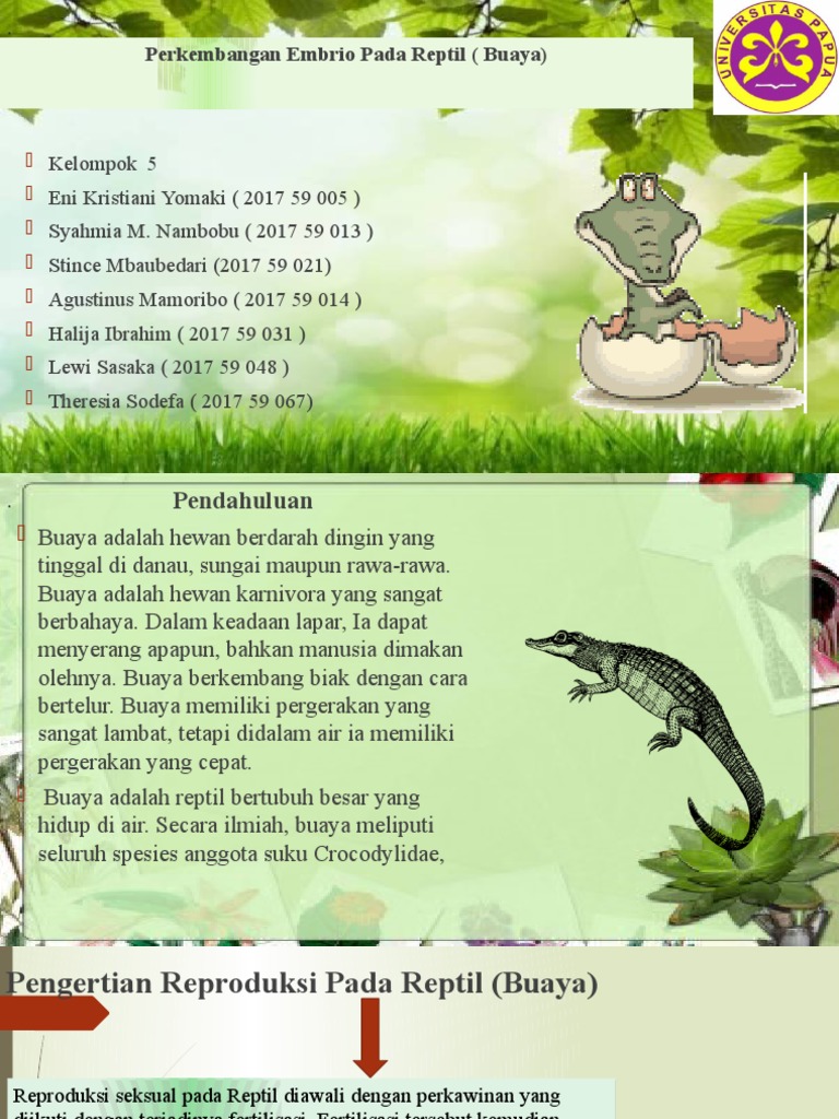 Struktur Perkembangan Embrio Pada Buaya | PDF
