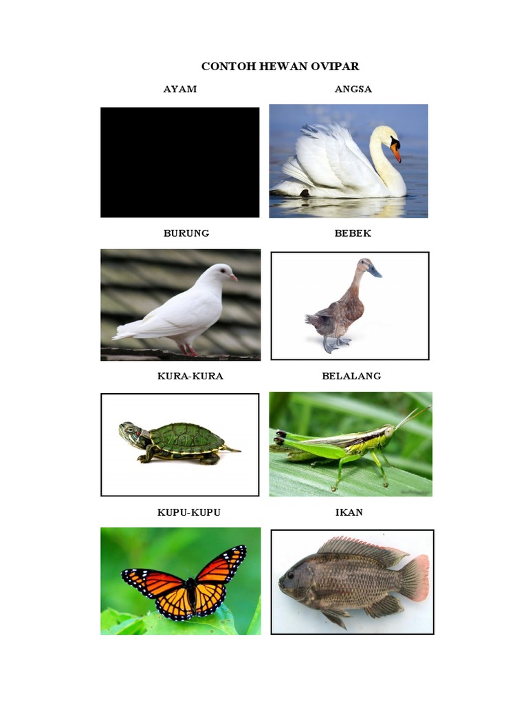 Contoh Hewan Ovipar di Indonesia | PDF | Sains & Matematika