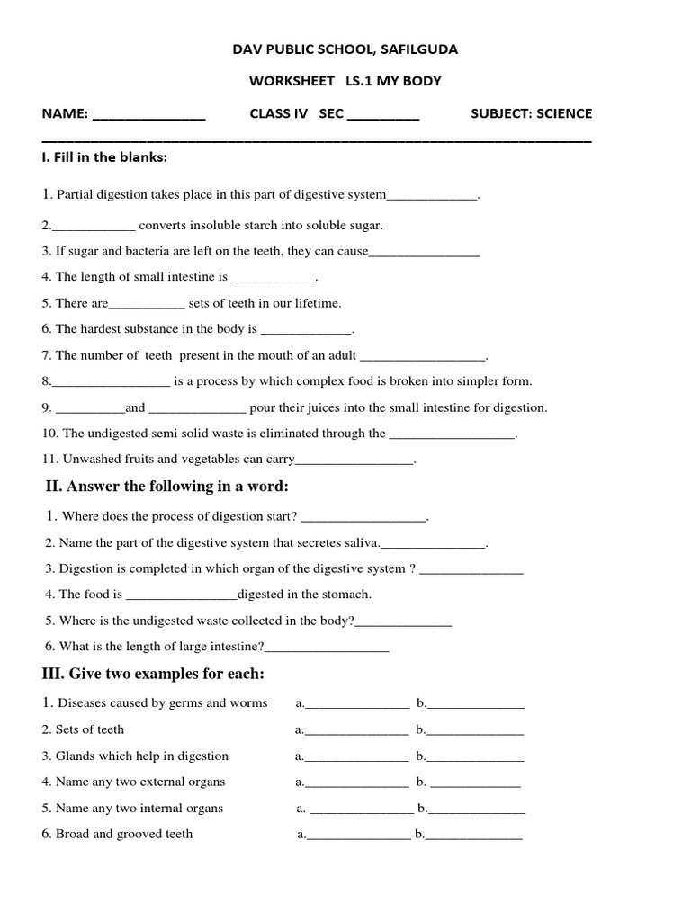 Class 4 Digestive System Worksheet | PDF | Digestion | Human Digestive ...