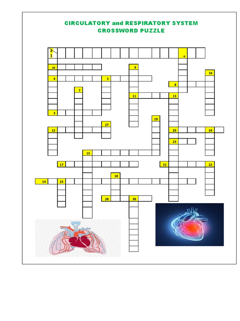 Circulatory and Respiratory System Crossword Puzzle | PDF | Circulatory ...