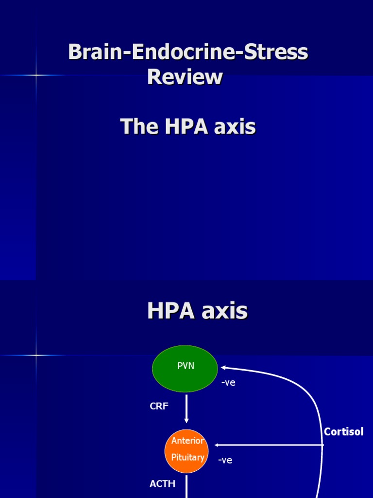 Brain-Endocrine-Stress Review The HPA Axis | PDF | Hypothalamic ...
