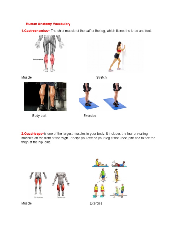 Human Anatomy 1 | PDF