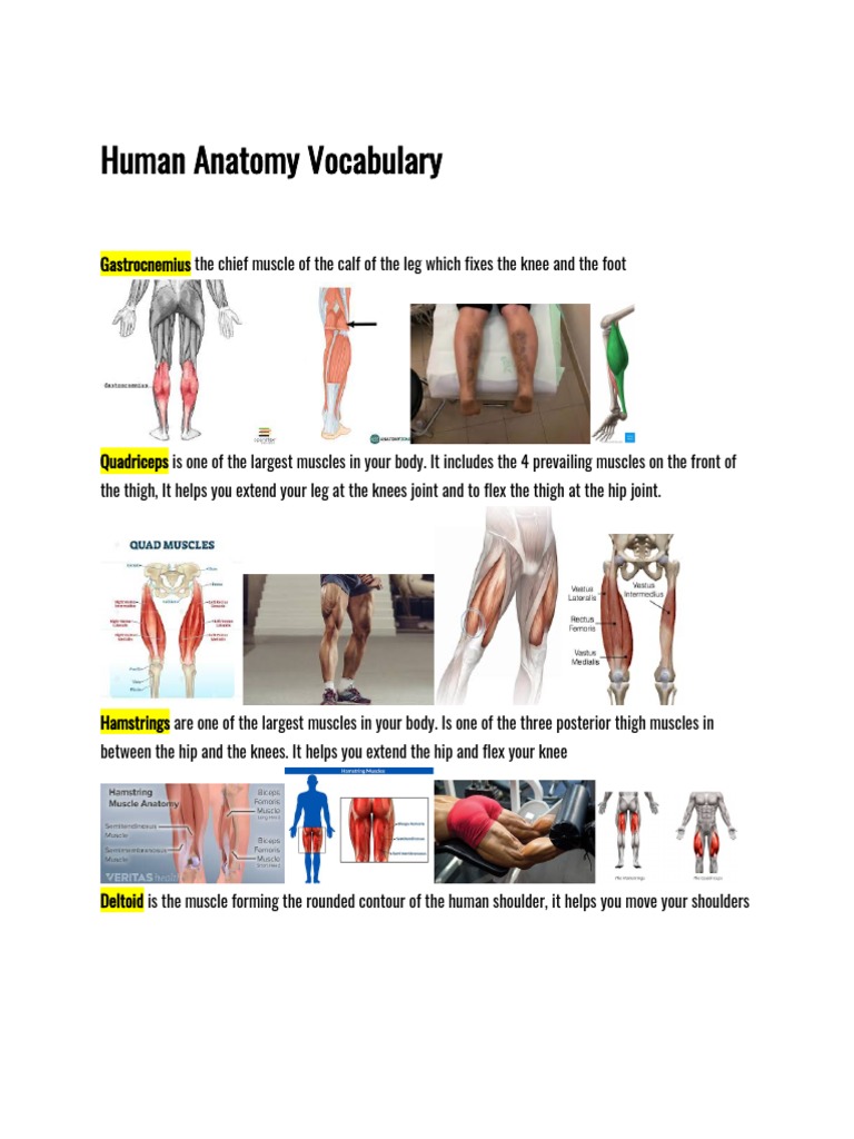 Human Anatomy Vocab